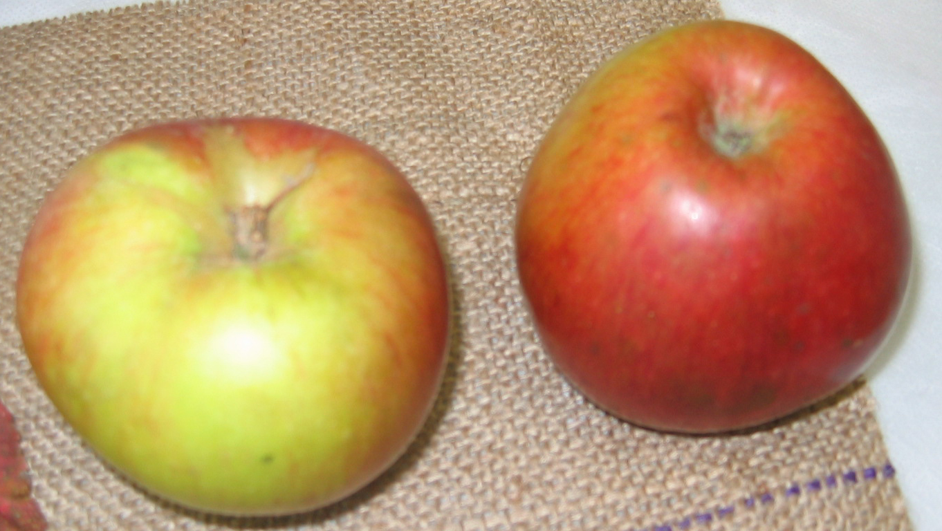 EkoDrevesnica OCEPEK