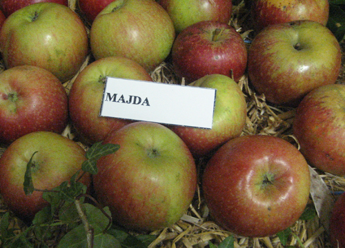 EkoDrevesnica OCEPEK